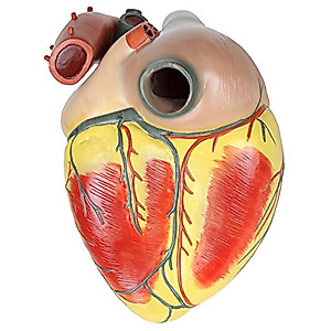 Axis Scientific Enlarged Human Heart Model, 3x Life-Size, Anatomically Accurate 3-Part Numbered Anatomical Heart Illustrates 34 Internal Structures, Magnetically Connected, Includes Product Manual