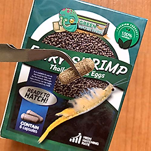 GREEN WATER FARM Fairy Shrimp Thailandensis Eggs Live Fish Food for Hatching and Culture Suitable for Feed Betta Fish