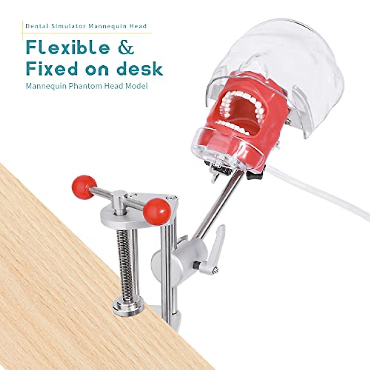 LVCHEN Manikin Simulator Head Lab Training Phantom Head with Typodont Teeth Model Fixed on Desk 1:1 High Emulation 360-Degree Adjustable for Dental Schools Education Practical Demonstration