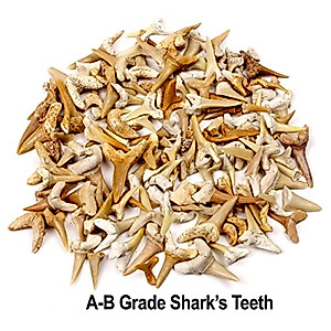 SHARK TEETH Fossils (1 Pound) Bulk Wholesale, Grade A & B Mix Genuine Moroccan, 50-60 Million Years old (Paleocene Period), Real Authentic Shark Tooth Collection, and Fossil Book & ID Card
