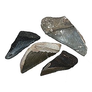Fossil Megalodon Shark Tooth specimens (Half-Pound).Over 2 Million Years Old, These Fossils Excite Young and Old Earth Science Enthusiasts as They Literally Hold History in Their Hands.
