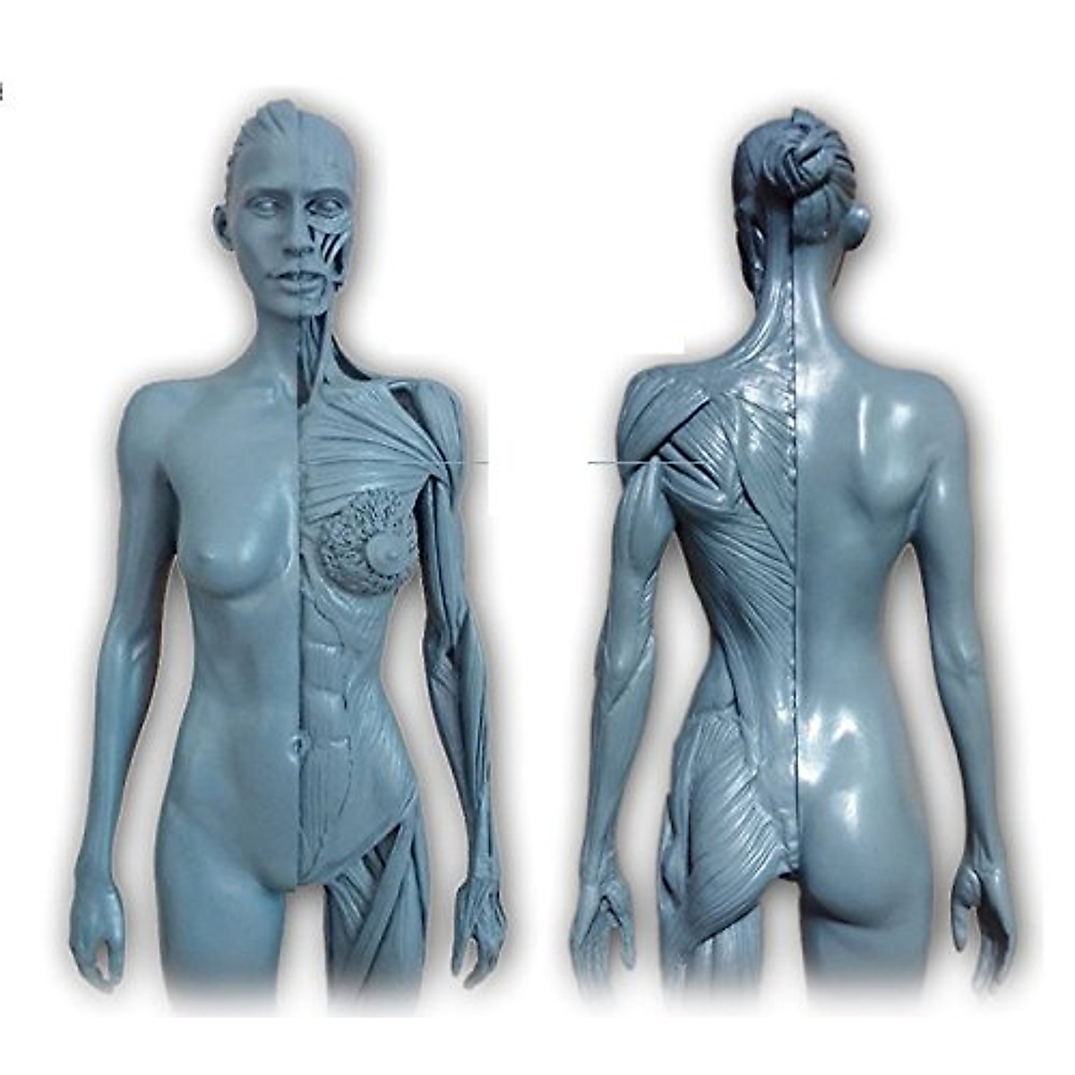 BONEW 27CM Height Female Anatomical Anatomy Skull Head Body Muscle Bone Model US Stock