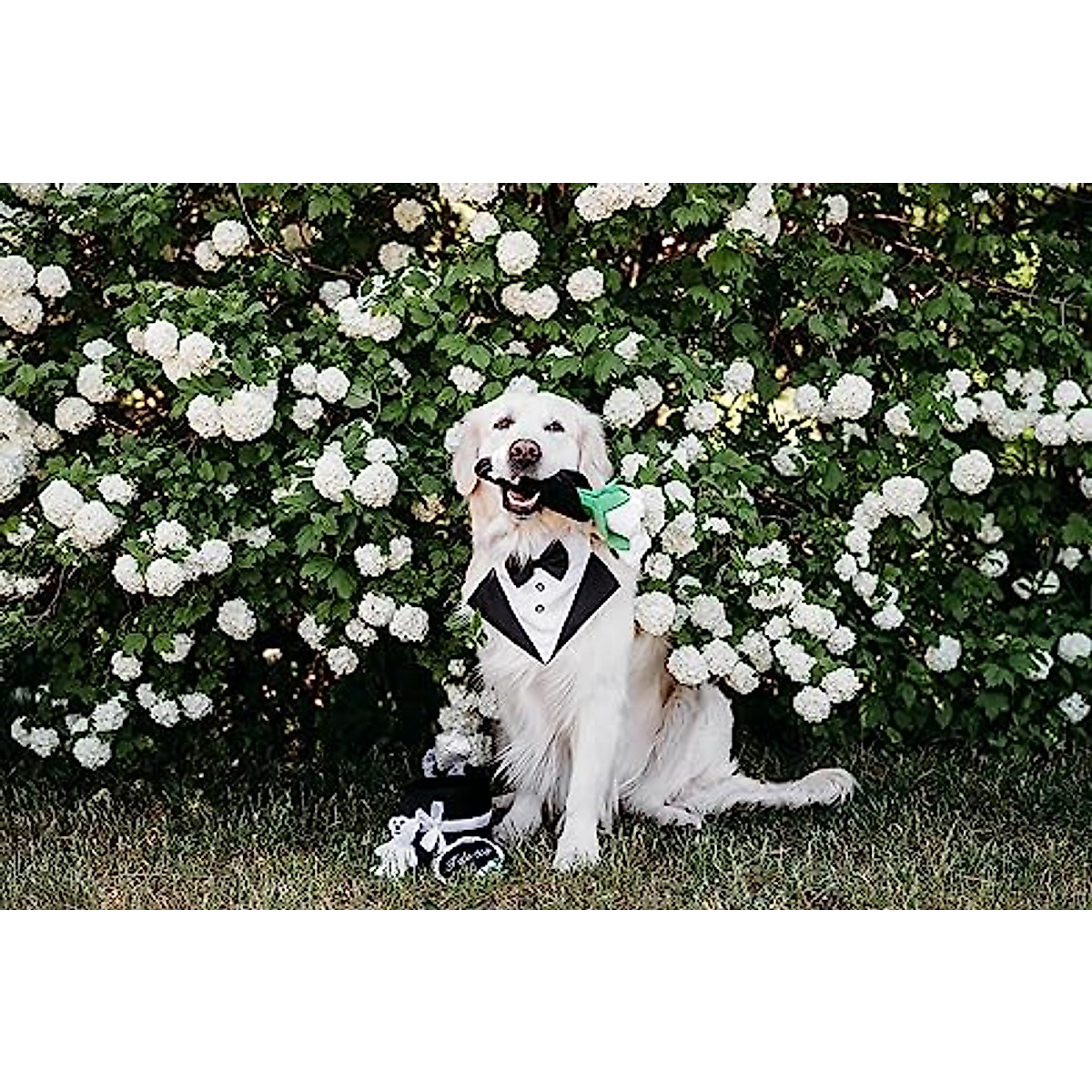 ZippyPaws Wedding Dog Toys - Wedding Ring Box Burrow, Gifts for Dog Couples, Fun Dog Engagement Toys for Photos, Rehearsals, After-Parties, and Wedding Gifts