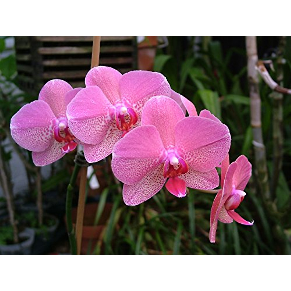 Peters Professional 20-20-20 General Purpose Fertilizer 3 Lb. (1)