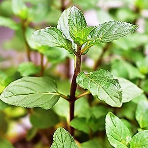 YEGAOL Garden Chocolate Mint Seeds 100Pcs Herb Seeds Non-GMO Perennial Fast-Growing Patio Container Garden Plant