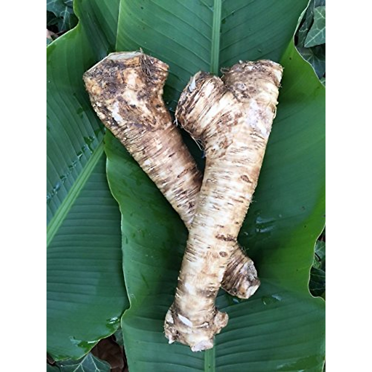 1 Lb. Horseradish Root. Great for Fall Planting! Make Tasty Sauces and Enjoy All Its Health Benefits! Sold by Weight, so You May Receive One Large Root, or Several Small Ones, Depending on Harvest.