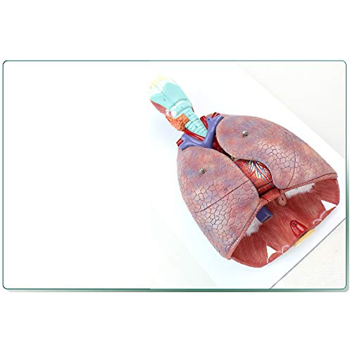 BONEW Human Medical Chest/Throat Anatomy Larynx Heart and Lung Anatomical Model with 51 Parts Indication Signs