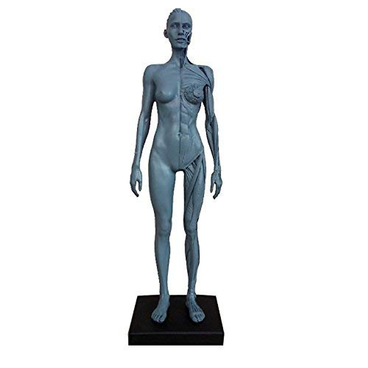 BONEW 27CM Height Female Anatomical Anatomy Skull Head Body Muscle Bone Model US Stock