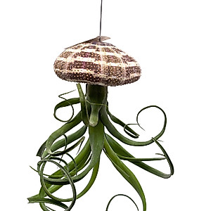 BubbleBlooms Large Tillandsia Jellyfish, Big Hanging air Plant with Seashell