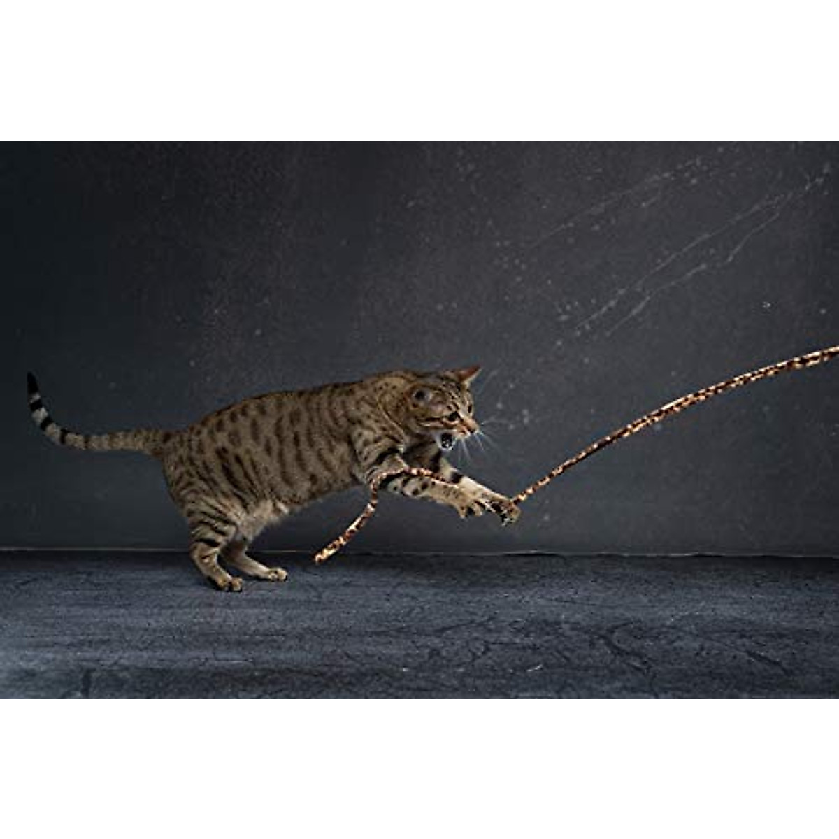 CAT DANCER Jungle Cat Wand 2 Pack, Multi Color (305),Medium Breeds
