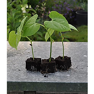 Ladbrooke Genuine Soil Block Maker - Mini 5 Hand Held, Made in England