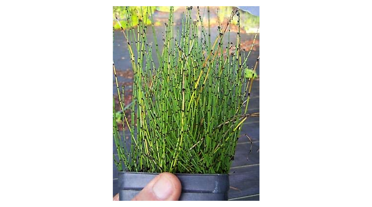Dwarf Horsetail Rush Plant - Easy Pond Marginal Plant