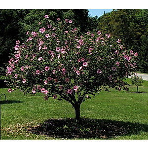Aphrodite Hibiscus - Rose of Sharon - Althea Shrub -3pack - TriStar Plants - Summer Blooms, Attracts Pollinators, Fast Growing Trees