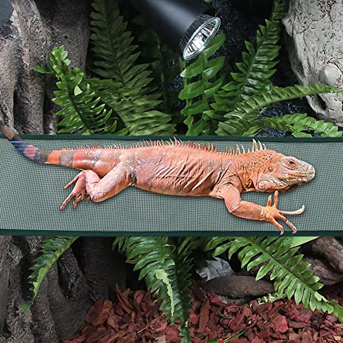 DQITJ 2 Pcs Reptile Hammock Chameleon with Suction Cup Snake Accessories Geckos Swing Climbing Net (Black and Green)