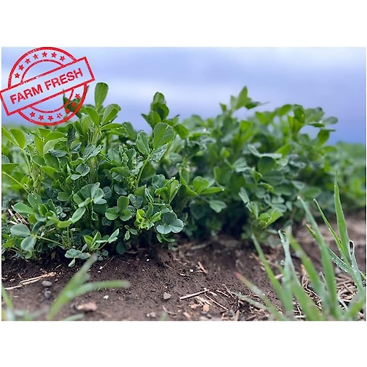 Bunny Honey Bulk Fresh Alfalfa Hay 80oz USDA Organic Alfalfa Hay for Chickens - Best Cut & Delivered Fresh - Promotes Healthy Digestive Function - 5 Pound