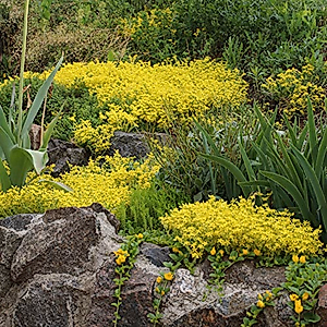 Outsidepride Perennial Sedum Acre Heat & Drought Tolerant, Succulent, Stonecrop Ground Cover Plants - 5000 Seeds