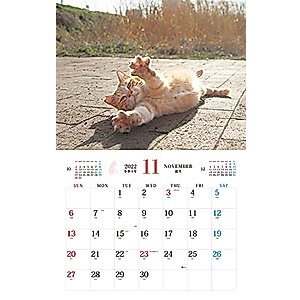 そとねこ (インプレスカレンダー2022)