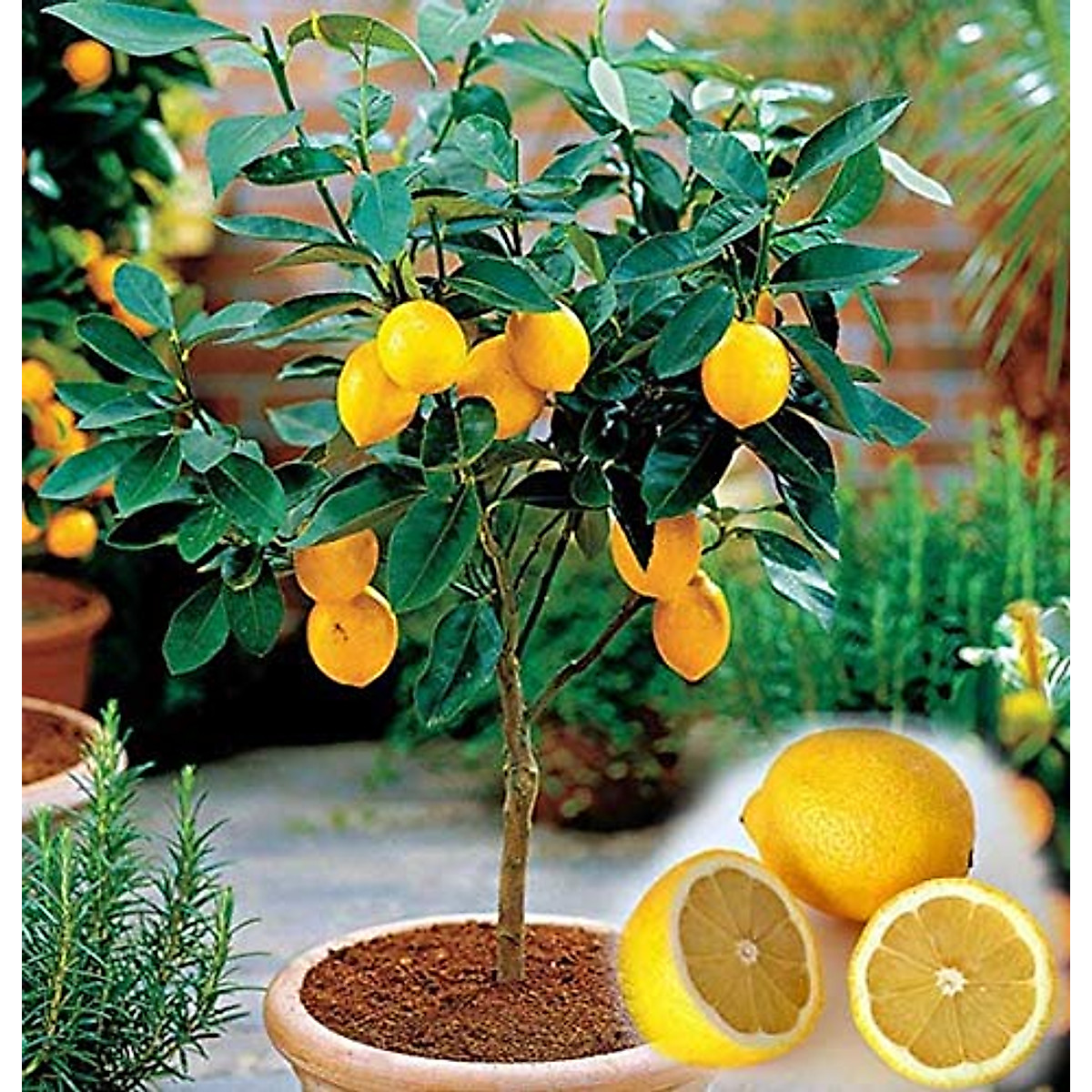 RETS Seeds:10PCS/Bag Edible Fruit Meyer Lemon, Exotic Bonsai Lemon Tree Fresh