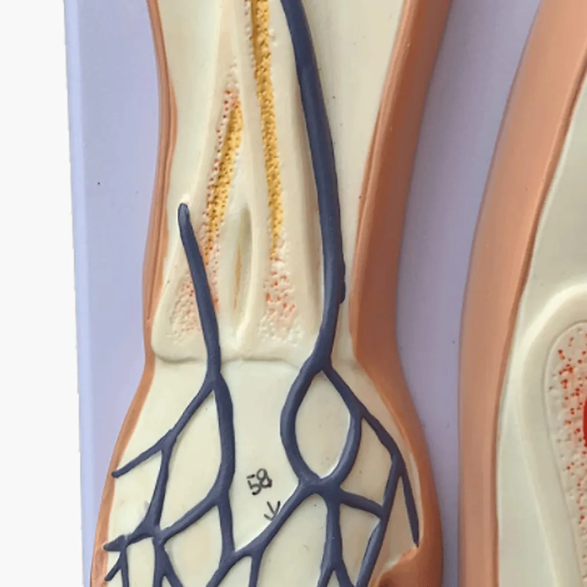 Model Teaching Model Human Circulatory System Model Whole Body Internal Organs Anatomy Model Cardiovascular Demonstration Model for Teaching