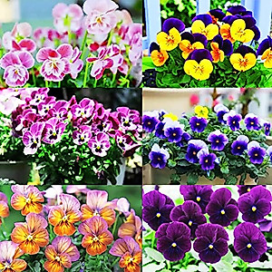 100 Pcs Viola Johnny Jump Up Flower Seeds, King Henry Viola Seeds for Planting (Viola cornuta) Seeds
