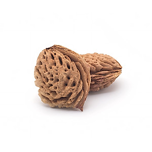 Peach Tree Seeds - 2 Large Seeds - Grow Fruit Bearing Bonsai - Made in USA. Ships from Iowa