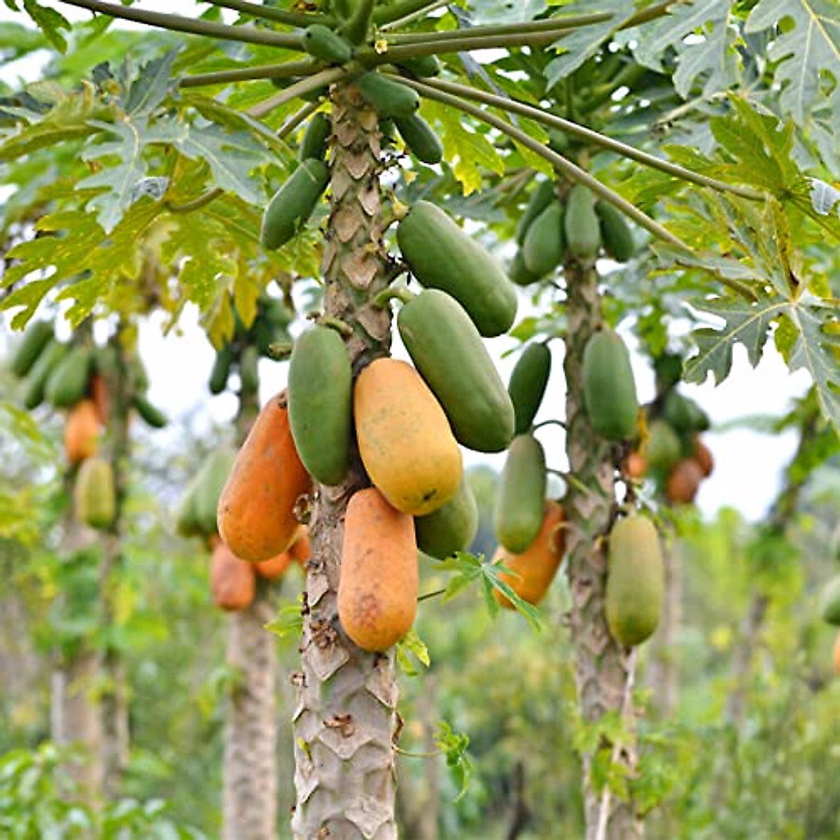 QAUZUY GARDEN 25 Papaya Seeds Pawpaw Paw Paw (Carica Papaya) Tree - Non-GMO Tropical Exotic Delicious Nutritious Fruit Tree Seeds - Easy Grow & Fast-Growing