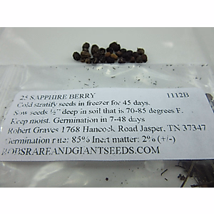 1112B-Sapphire Berry (Symplocos paniculata) Seeds by Robsrareandgiantseeds UPC0764425787099 Non-GMO,Organic,USA Grower, Bonsai, 1112-B Package of 25 Seeds
