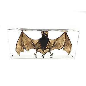 X-Large Taxidermy Real Bat Specimens Science Classroom Specimen for Science Education（7.9x3.6x1.6 inch）
