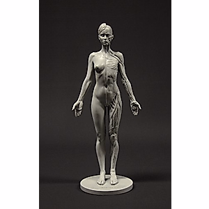 Female Anatomy Figure: 10.5-inch Anatomical Reference for Artists (Grey)