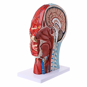 Abicial Human Anatomical Half Head Face Anatomy Medical Brain Neck Median Section Study Model Nerve Blood Vessel for Teaching Learning Tool