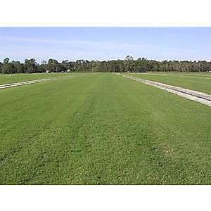 Hancock Seed Co. LaPrima Bermuda Grass Seeds 10 lbs.