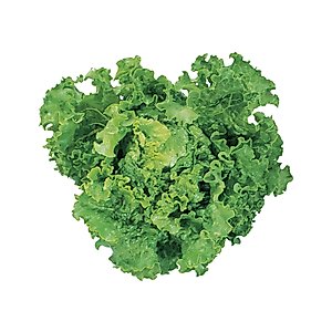 Burpee Green Ice Lettuce Seeds 1000 seeds