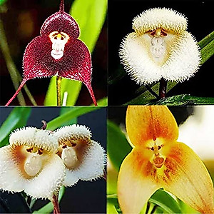 QAUZUY GARDEN 100 Rare Monkey Face Orchid Plant Seeds Monkey Orchid Monkey-Like Dracula Simia Seeds Blooms at Any Season Great Garden Gift
