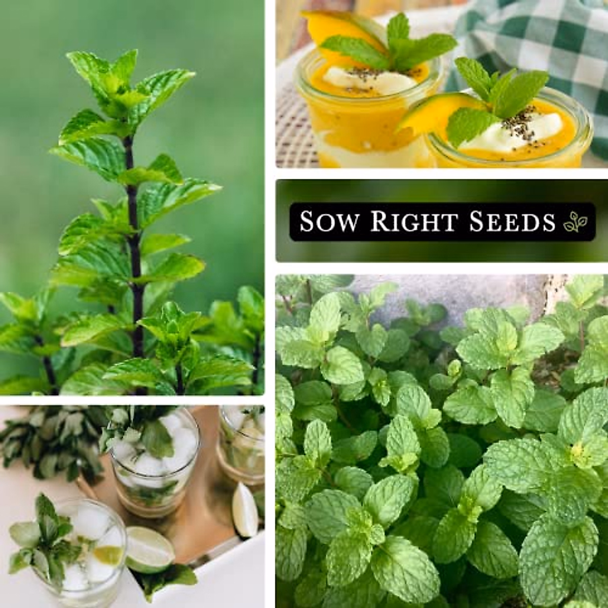 Sow Right Seeds - Mint Seed for Planting - Non-GMO Heirloom Seeds - Instructions to Plant and Grow an Herbal Tea Garden, Indoors or Outdoor; Great Gardening Gift (1)