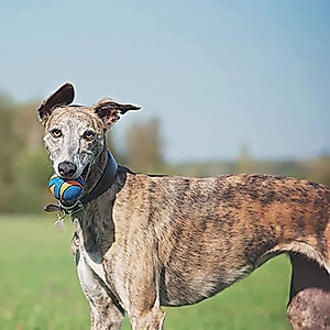 Chuck It Dog (3 Pack) Ultra Squeaker Ball, Large, All Breed Sizes