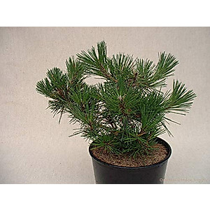 1144-Japanese Black Pine Tree (Pinus thunbergii) Seeds by Robsrareandgiantseeds UPC0764425787693 Bonsai,Non-GMO,Organic,Historic Plants,Sacred, 1144 Package of 5 Seeds