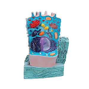 3B Scientific R04 Animal Cell Model, 8.3" x 4.3" x 12.2"