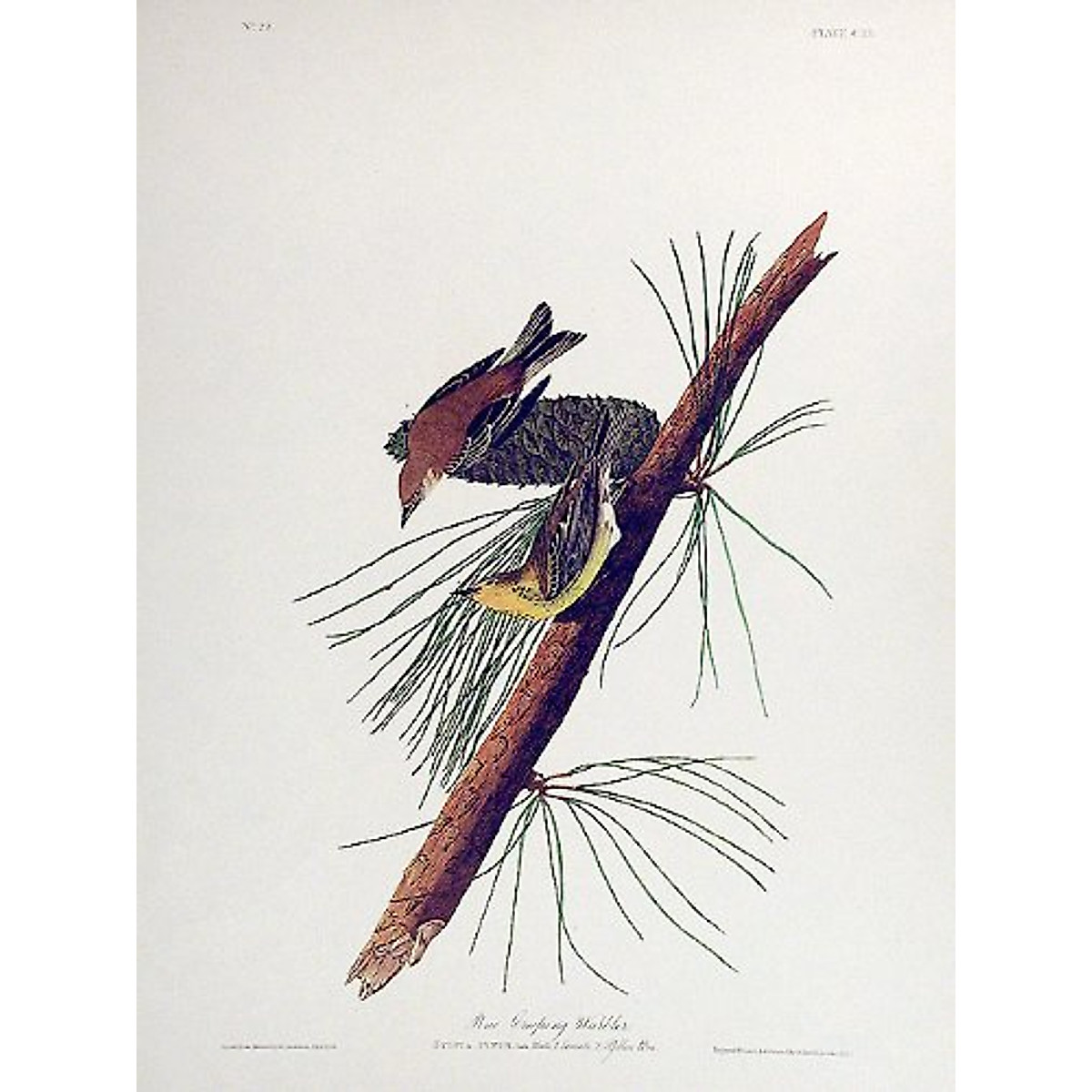 Pine Creeping Warbler. From"The Birds of America" (Amsterdam Edition)