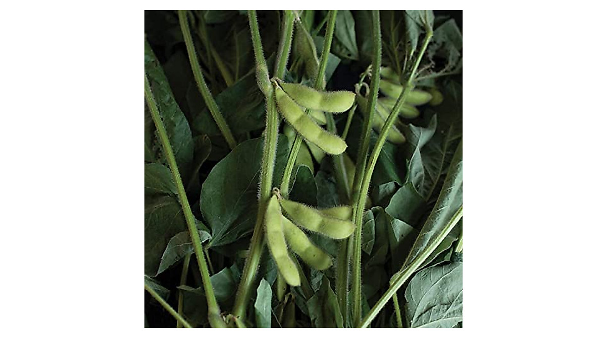 David's Garden Soy Bean Seeds - Heirloom & Non-GMO Green Beans