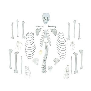 Vision Scientific VAS220-CC0 Life Size, Total Disarticulated Skeleton | Bones & Osteological Features Numbered for Identification | 3-Part Skull | Key to Numbered Structures W Manual & Carrying Case