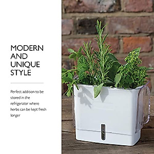 COLE & MASON Fresh Herb Keeper, Container, Clear