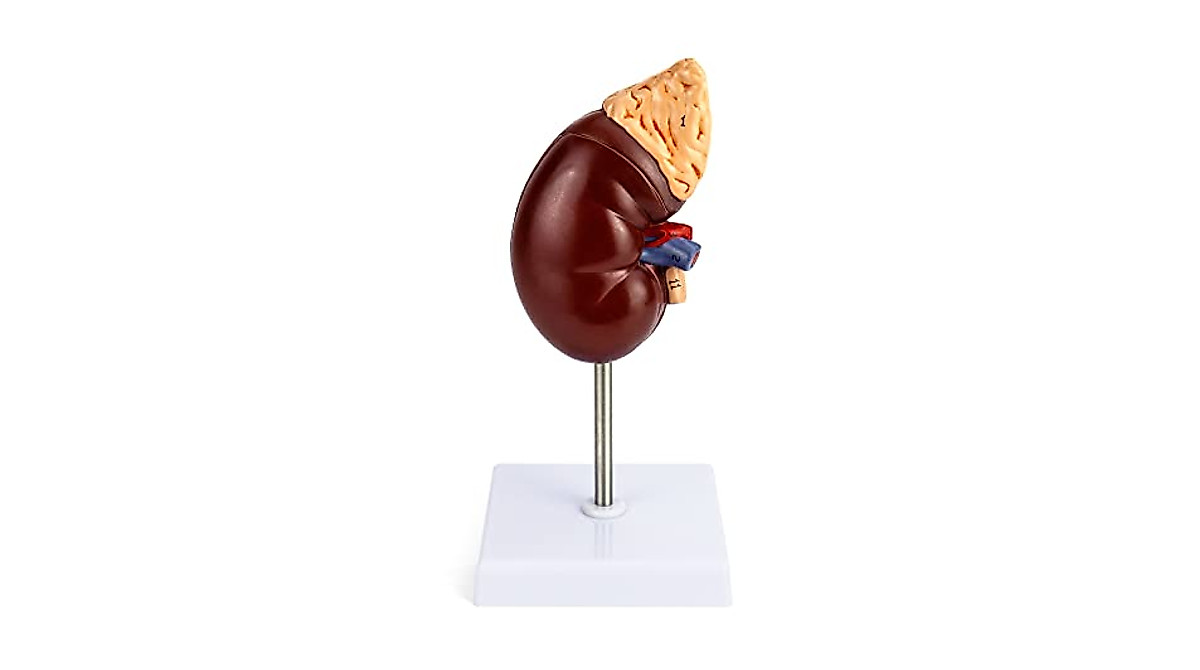 QWORK Life-Size Kidney Model | 2-Part Human Anatomy Tool