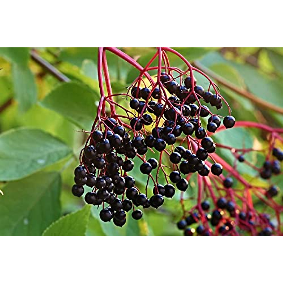 Gaea's Blessing Seeds - Elderberry Seeds - American Black Elderberry Heirloom - Non-GMO Seeds with Easy to Follow Planting Instructions - 90% Germination Rate