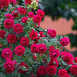 Jobe’s, 04102, Fertilizer Spikes, Rose, Includes 10 Spikes, 16 ounces, Brown