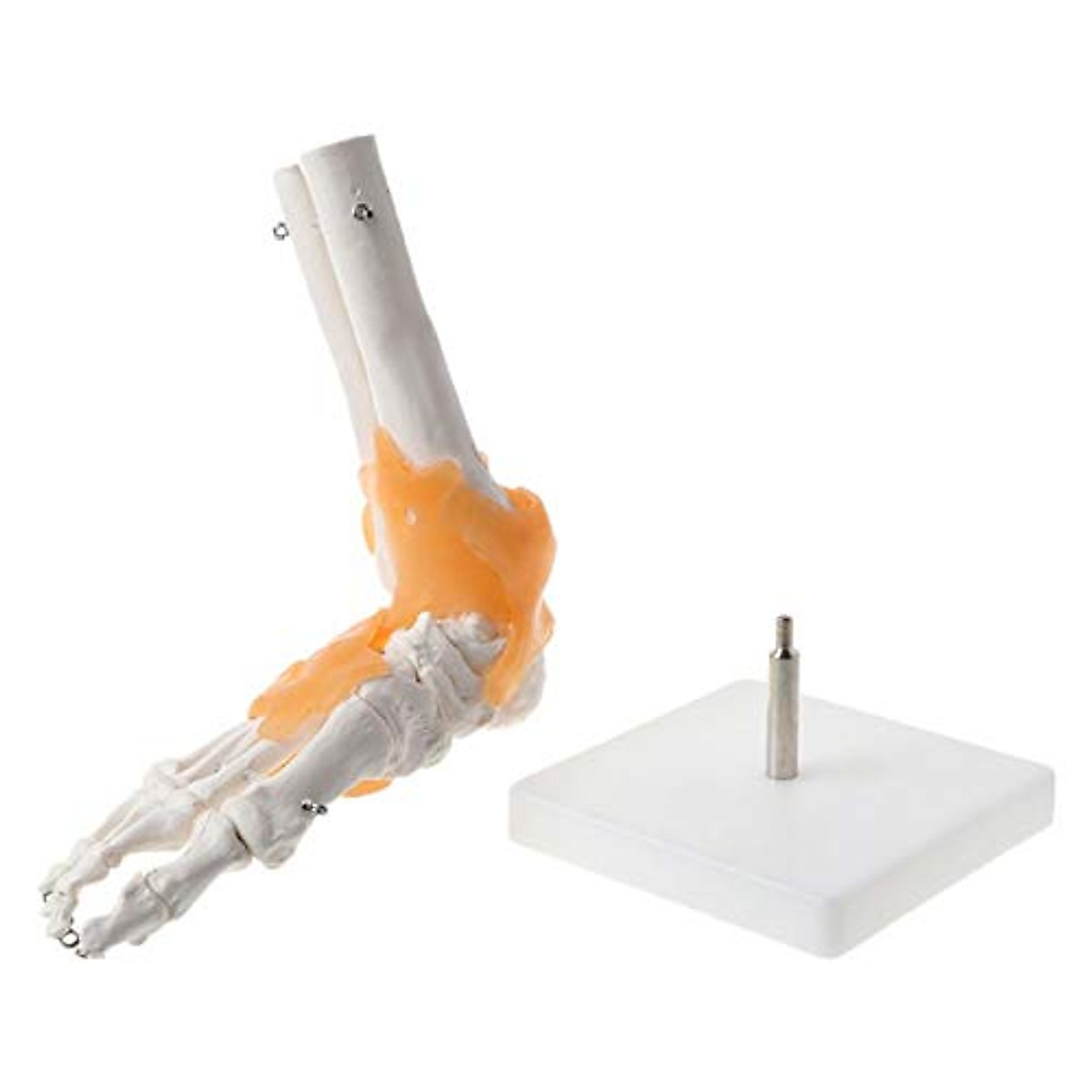 Life Size Human Foot Joint Model with Ligaments Human Anatomical Teaching Model