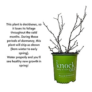 1 Gallon, Knock Out Rose Coral, with Gentle Green Foliage and Bold Coral Pink Blooms