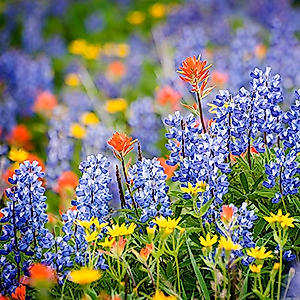 Bee and Butterfly Wildflower Seeds - Bulk Flower Seed Mix with Over 30,000 Premium Seeds- Stunning Blooms - Attracts Pollinators, Bees, Butterflies - Perennial, Annual