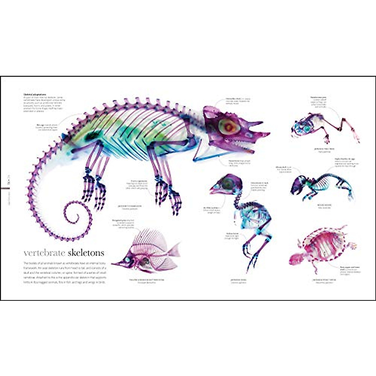 Zoology: Inside the Secret World of Animals (DK Secret World Encyclopedias)