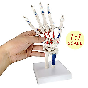 Merinden Life Size Skeletal Hand Model with Wrist, Ulnaand Radius, Articulated Hands Skeleton Secured with Wire, Hand Joint Model Palm Bone Anatomical Muscle Start and End Point Tag Recognition