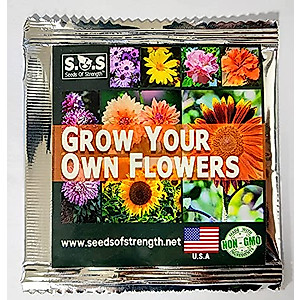 20 Pcs Multicolor Dwarf Variegated Sunflower Seeds Home Garden Decor Plant